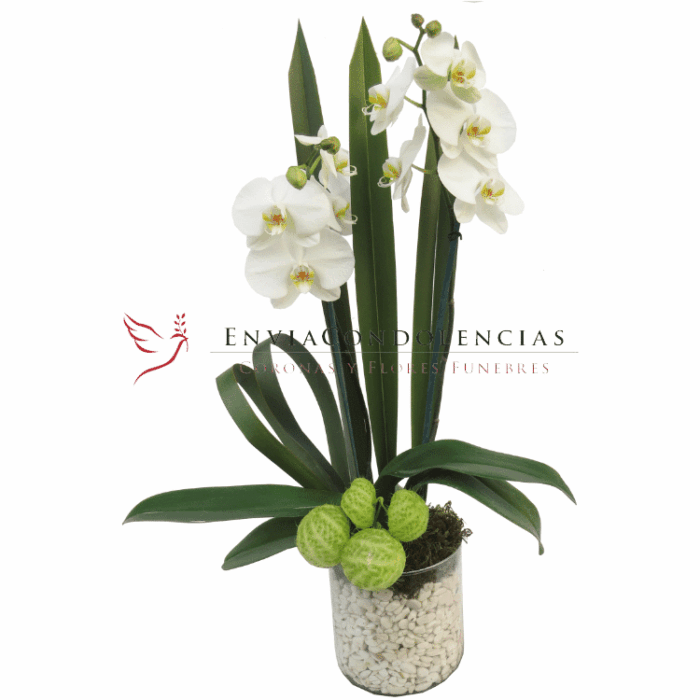 Arreglo fúnebre: Orquídeas Cielo Lindo – Florería Ciudad de México